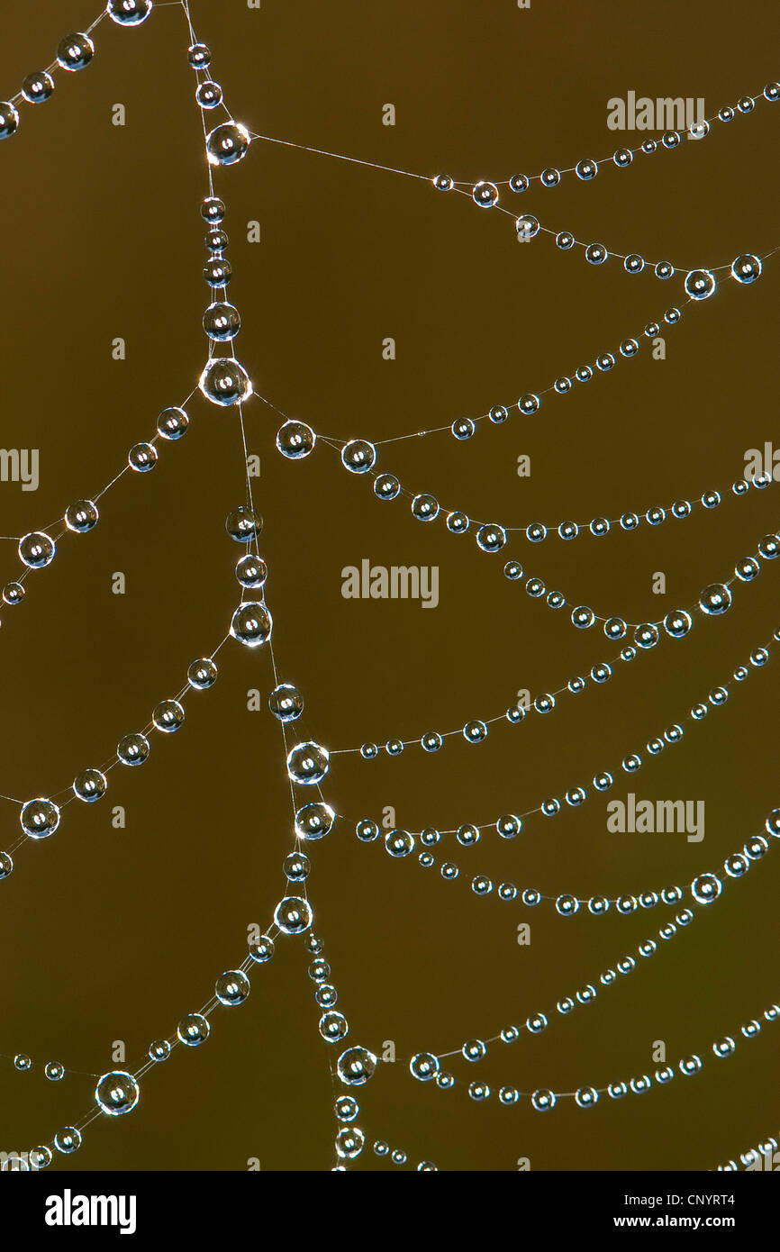 marbled orbweaver, marbled spider (Araneus marmoreus), spider web with ...