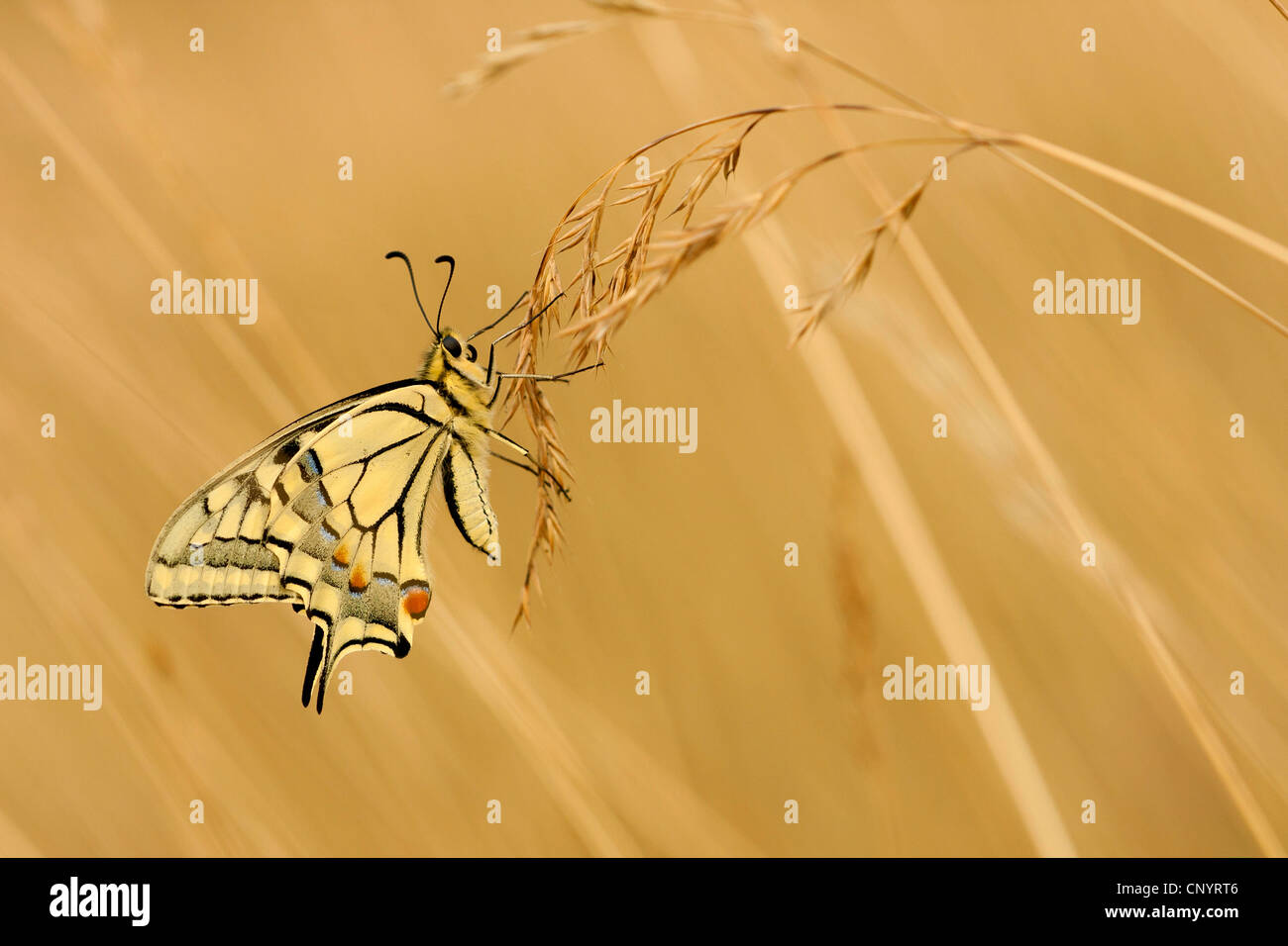 Magnificent swallowtail hi-res stock photography and images - Alamy