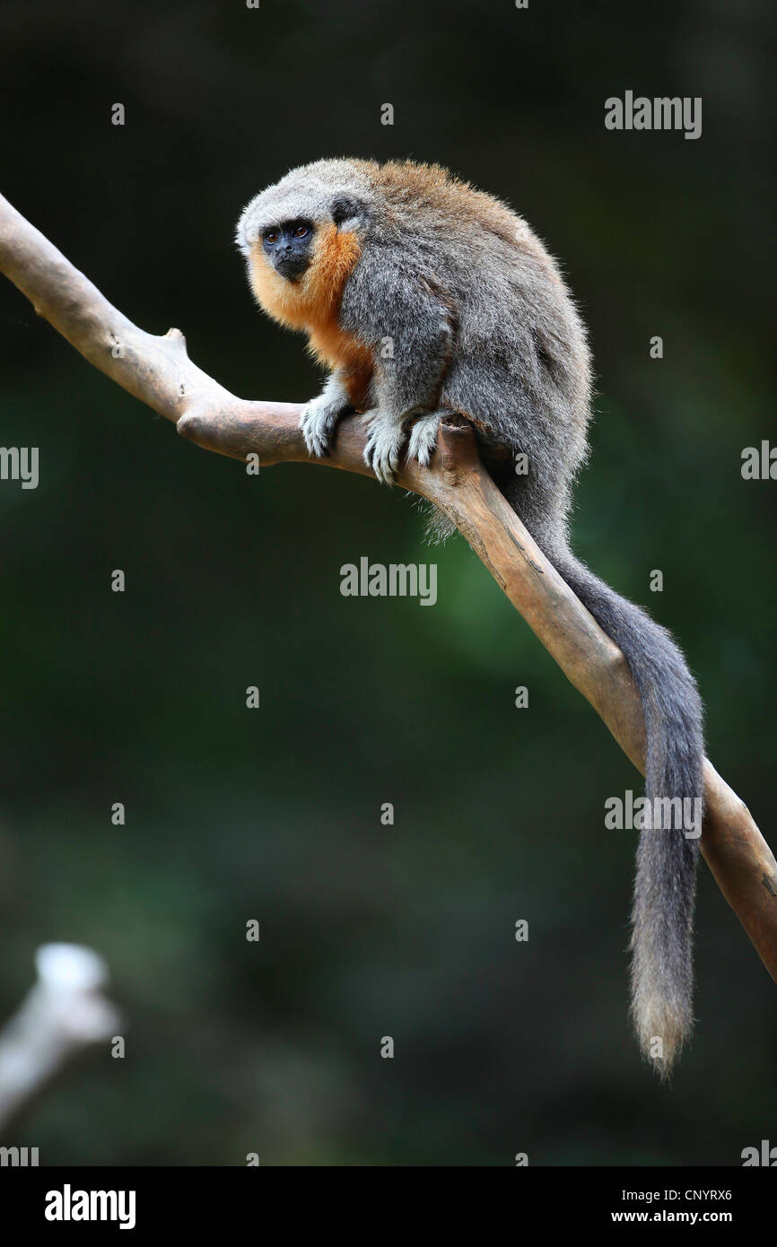 Titi monkey callicebus moloch hi-res stock photography and images - Alamy