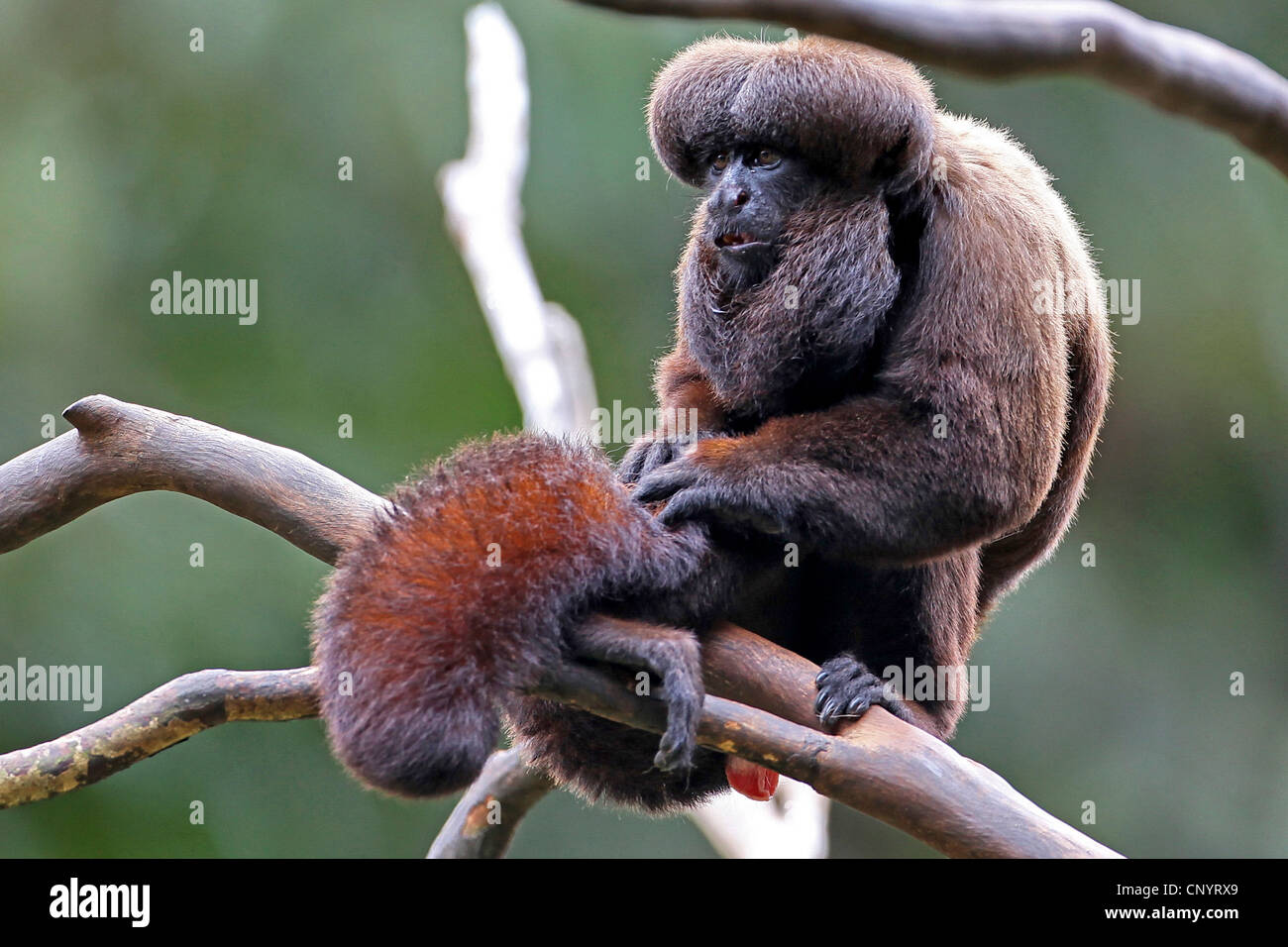 Uta Hick's bearded saki (Chiropotes utahickae), sitting on a branch ...