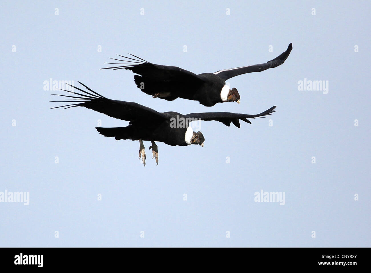 Andean condor (Vultur gryphus), two Andean condors flying, Chile ...