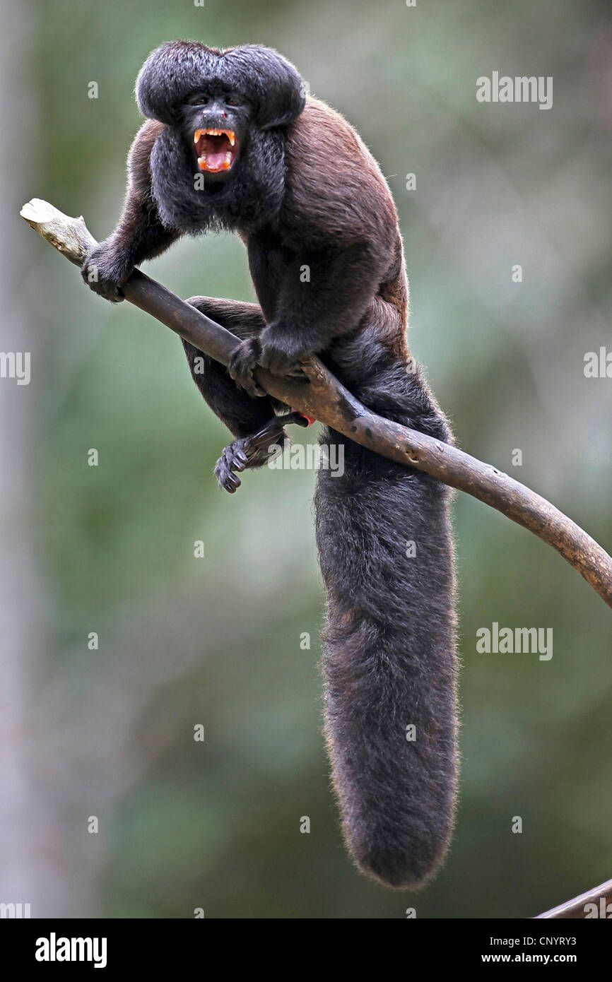 Bearded Saki High Resolution Stock Photography and Images - Alamy