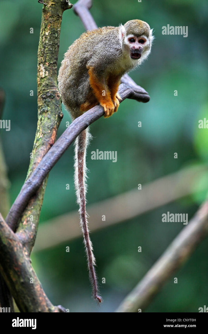 common squirrel monkey (Saimiri sciureus), sitting on a branch, Brazil ...