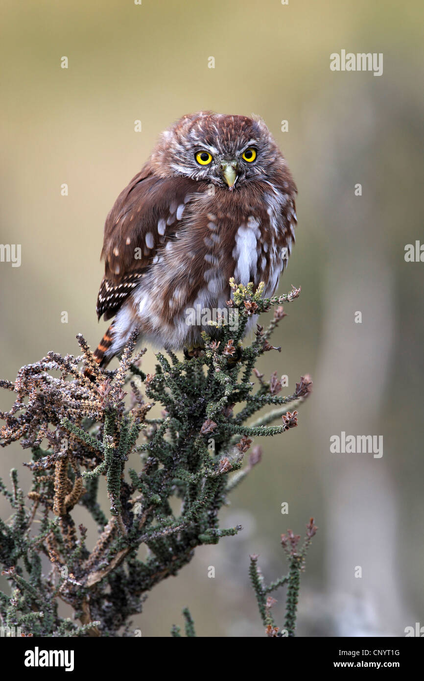 austral pygmy owl (Glaucidium nanum), sitting on a shrub, Chile, Torres ...