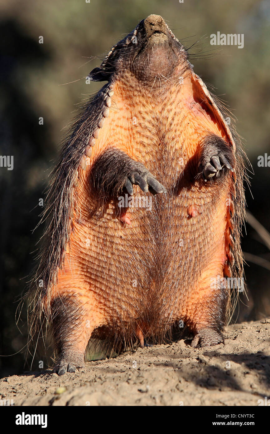 nine-banded armadillo (Dasypus novemcinctus), standing erect, Argentina ...