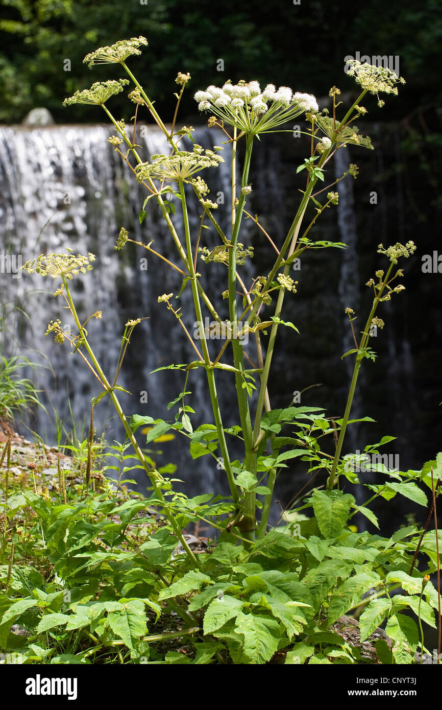 Wild angelica (Angelica sylvestris), in front of a water fall, Germany ...