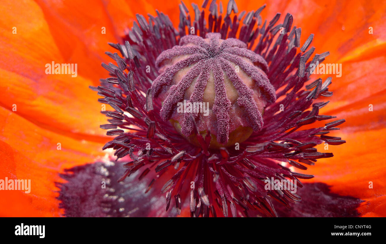 Poppy stigma hi-res stock photography and images - Alamy