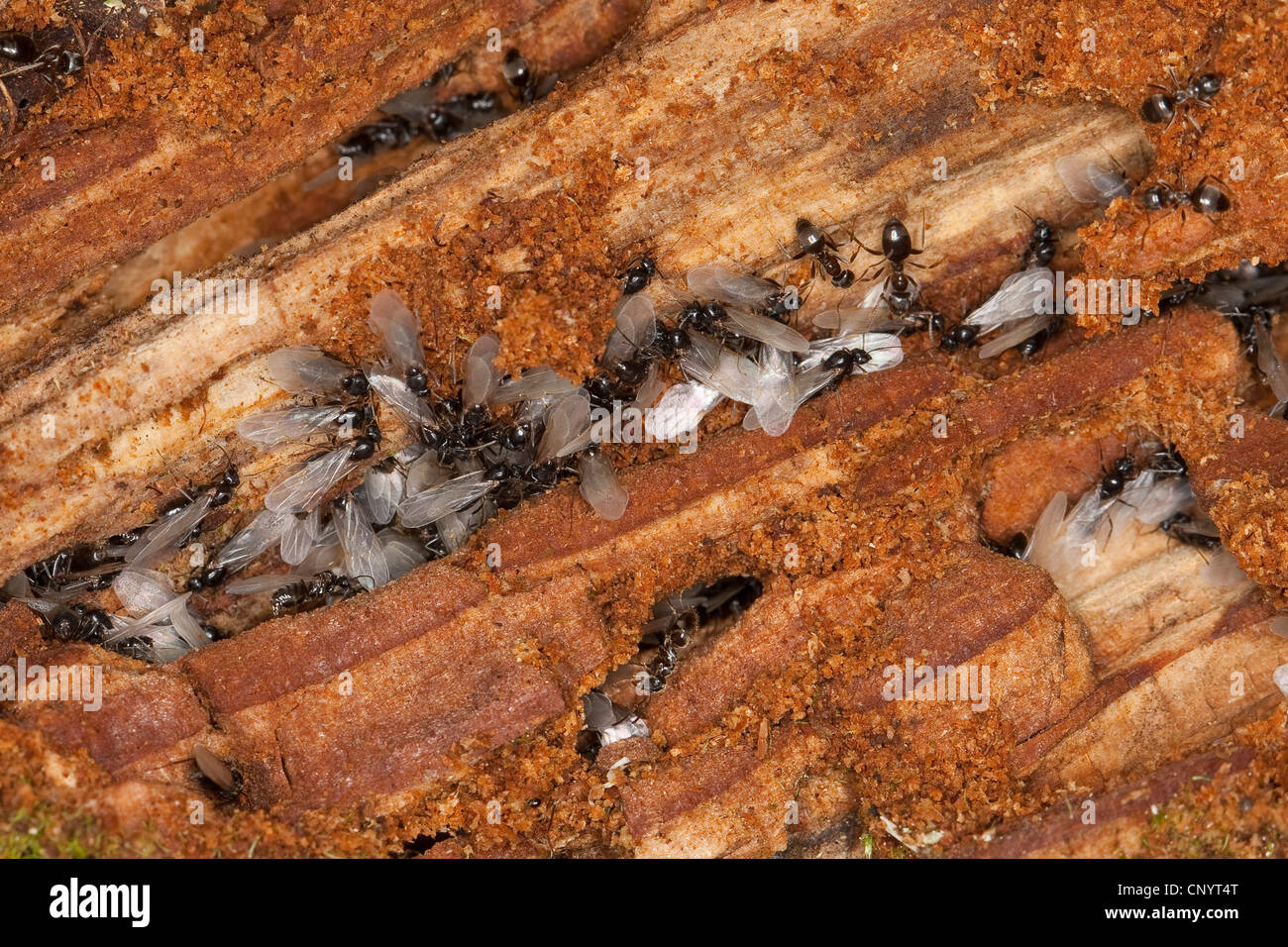 Wood ant nest hi-res stock photography and images - Alamy