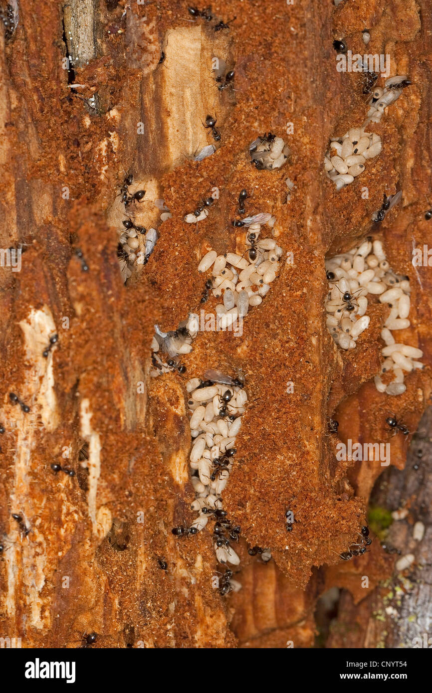 Ant (Lasius cf. platythorax), nest in dead wood with winged individuals ...