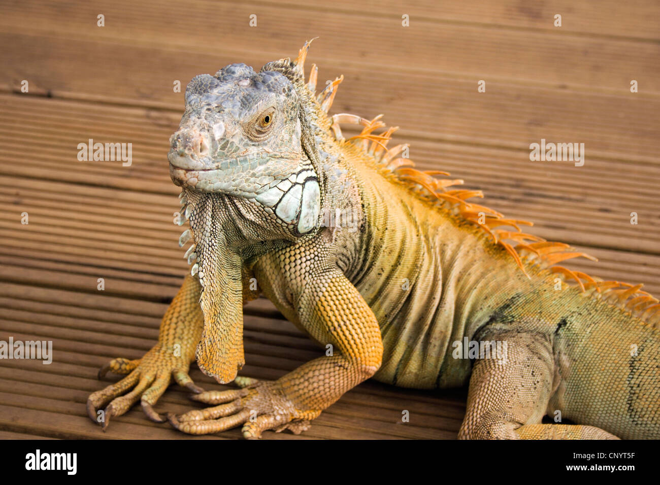 Green Iguana or Common Iguana, Iguana iguana. Butterfly House ...
