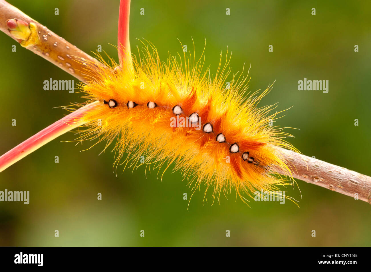 sycamore moth (Acronicta aceris), caterpillar at a twig, Germany ...