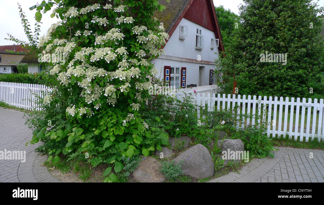 Climbing hydrangea hydrangea petiolaris hi-res stock photography and ...