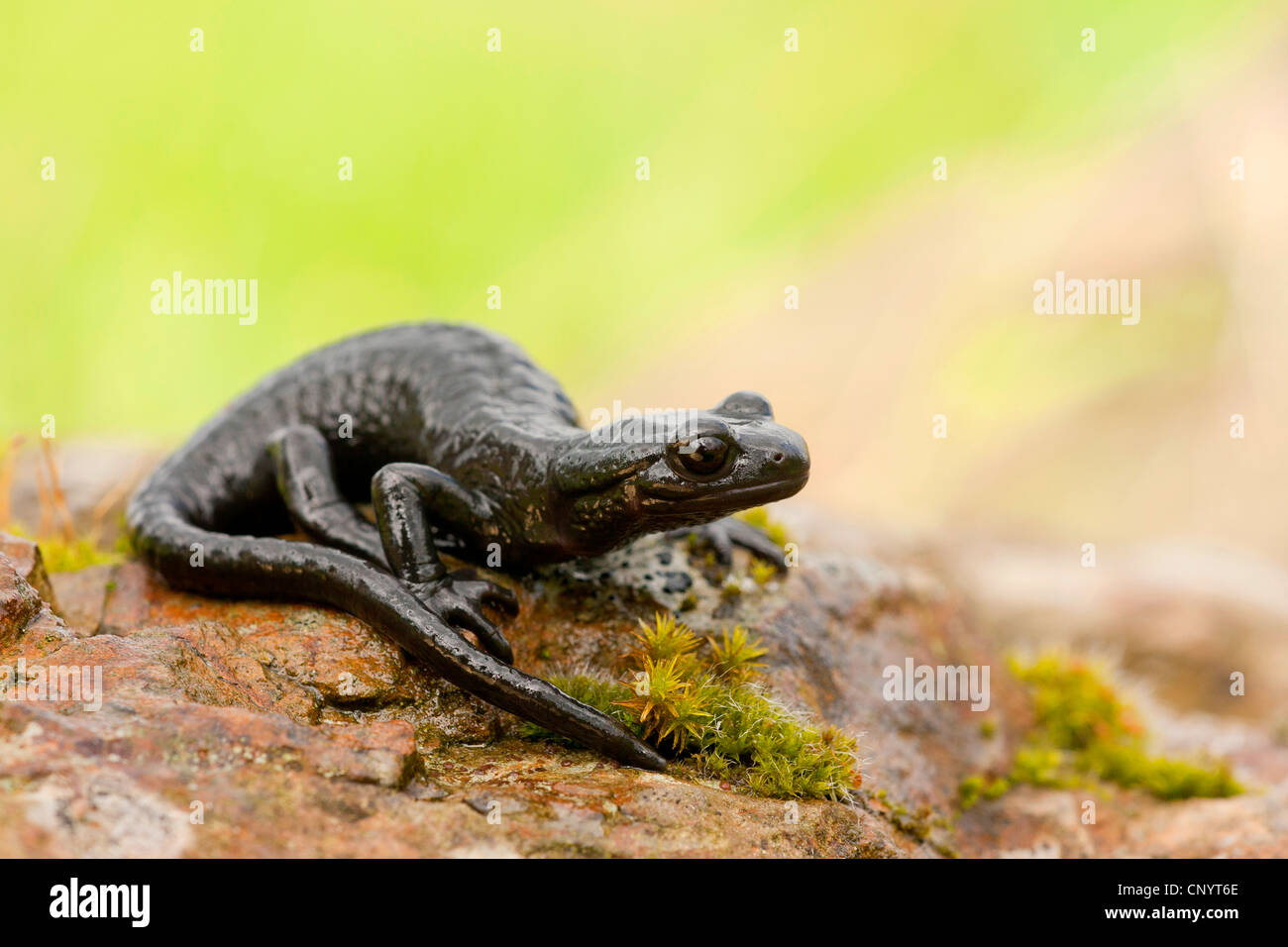 Alpine salamander, European Alpine salamander (Salamandra atra ...