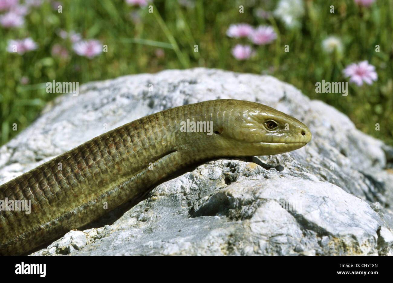 European glass lizard, armored glass lizard (Ophisaurus apodus ...