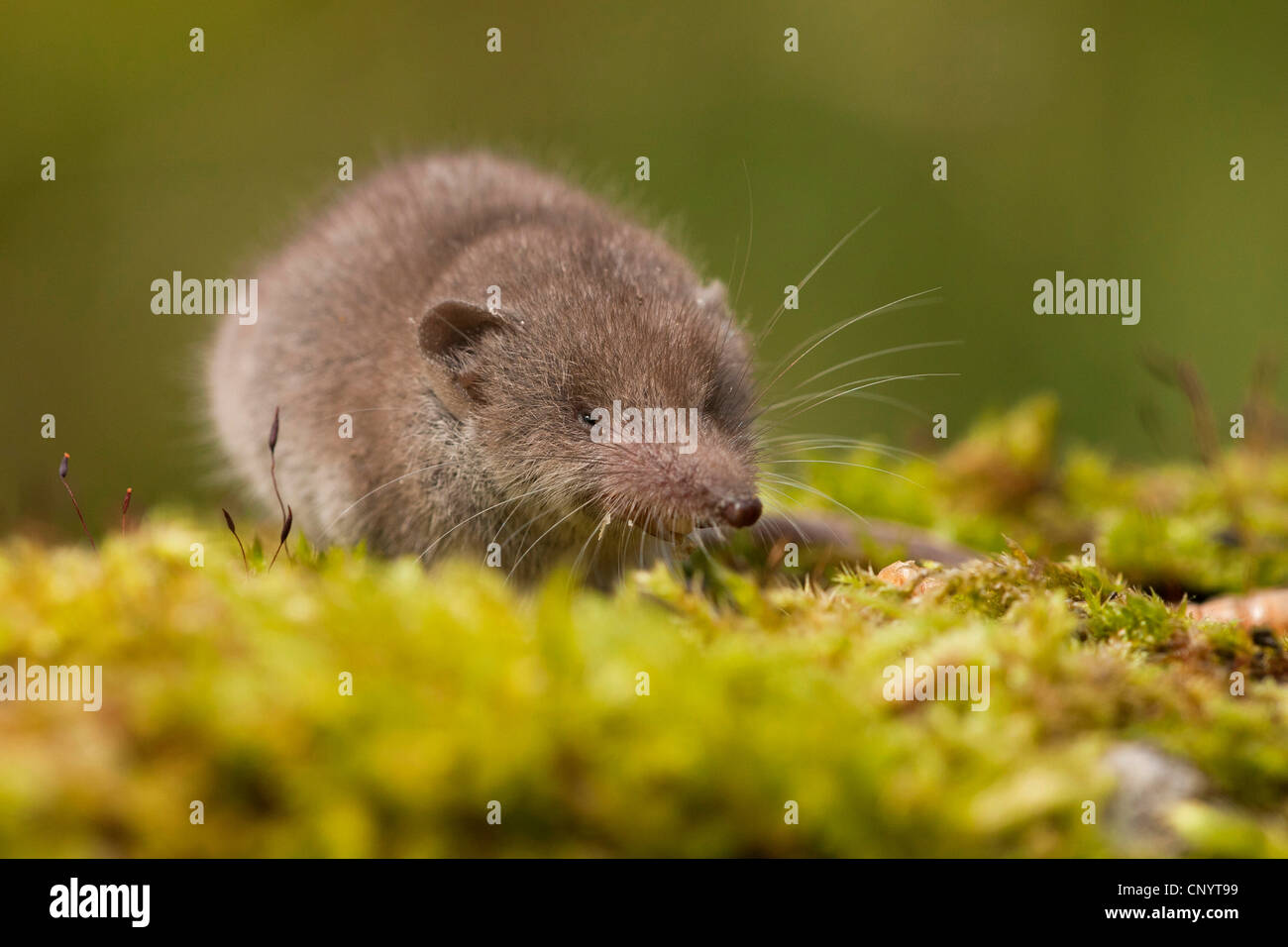Greater white-toothed shrew (Crocidura russula), sitting on moss ...