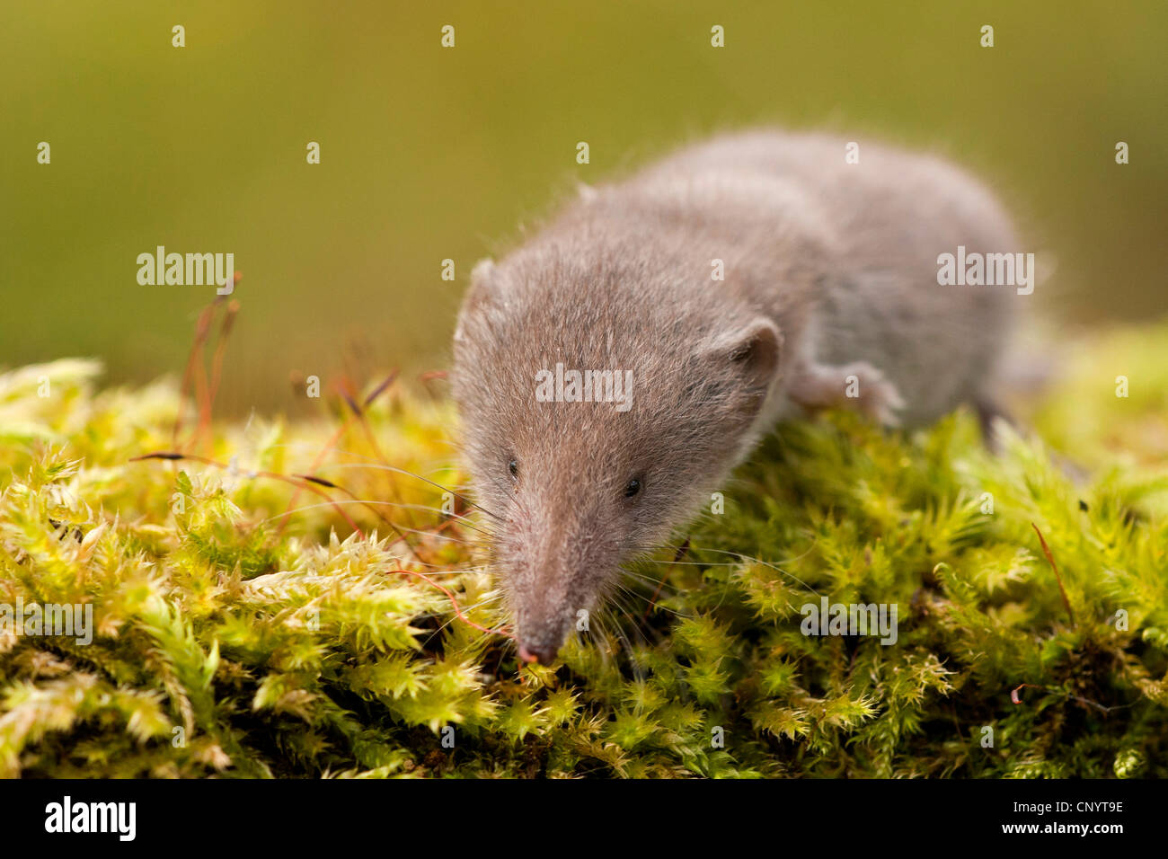 Crocidura russula hi-res stock photography and images - Alamy