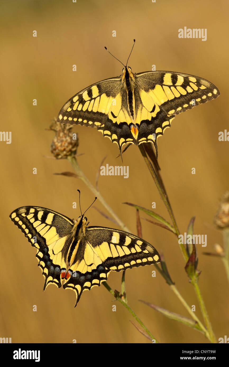 swallowtail (Papilio machaon), two swallowtails on a knapweed, Germany ...