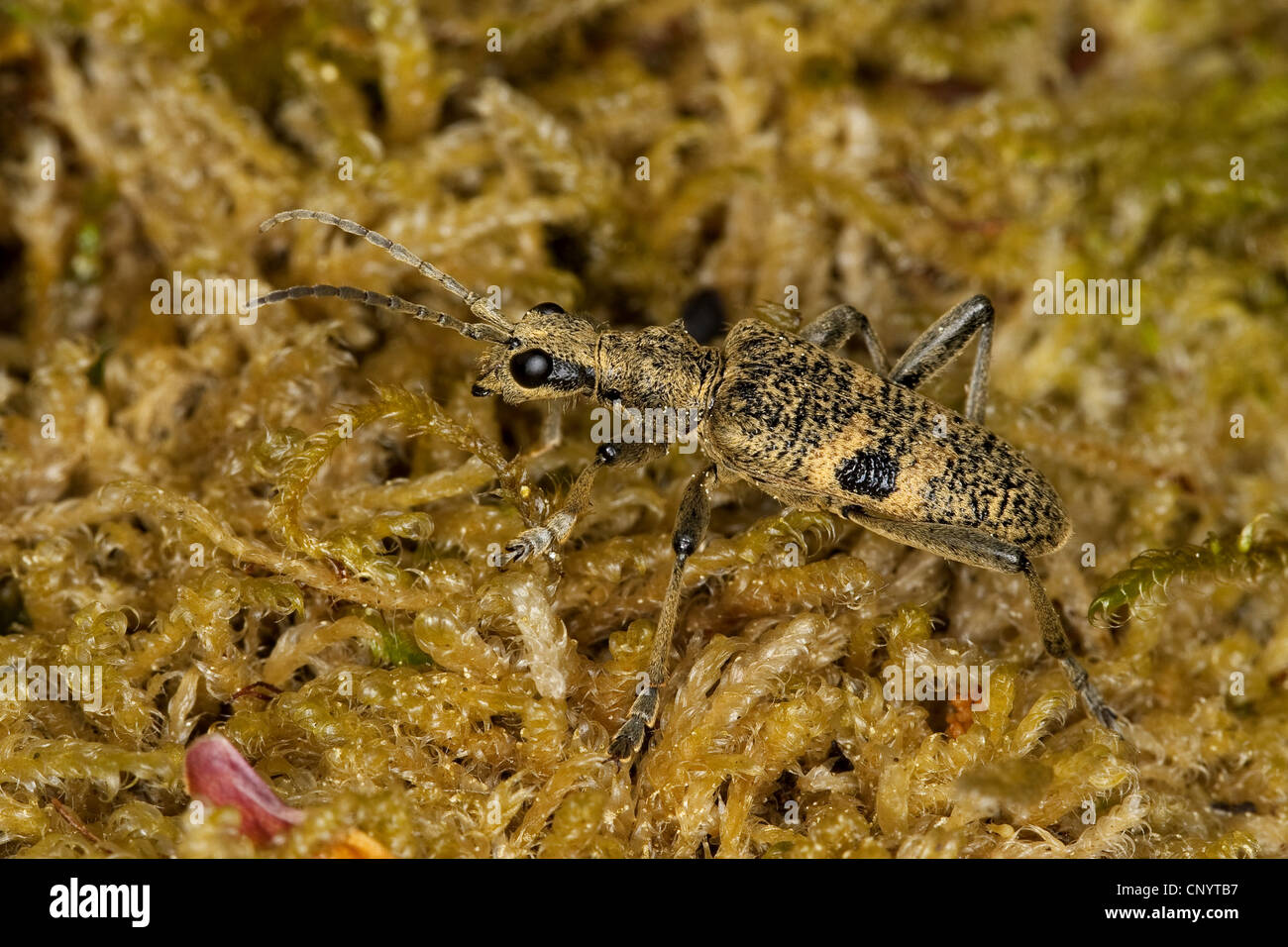 Blackspotted pliers support beetle, Oak longhorn beetle (Rhagium mordax ...