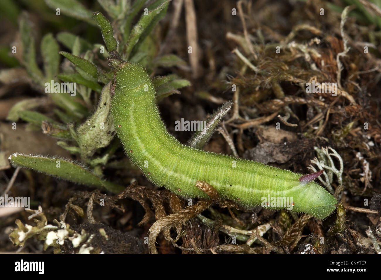Hemaris scabiosae hi-res stock photography and images - Alamy