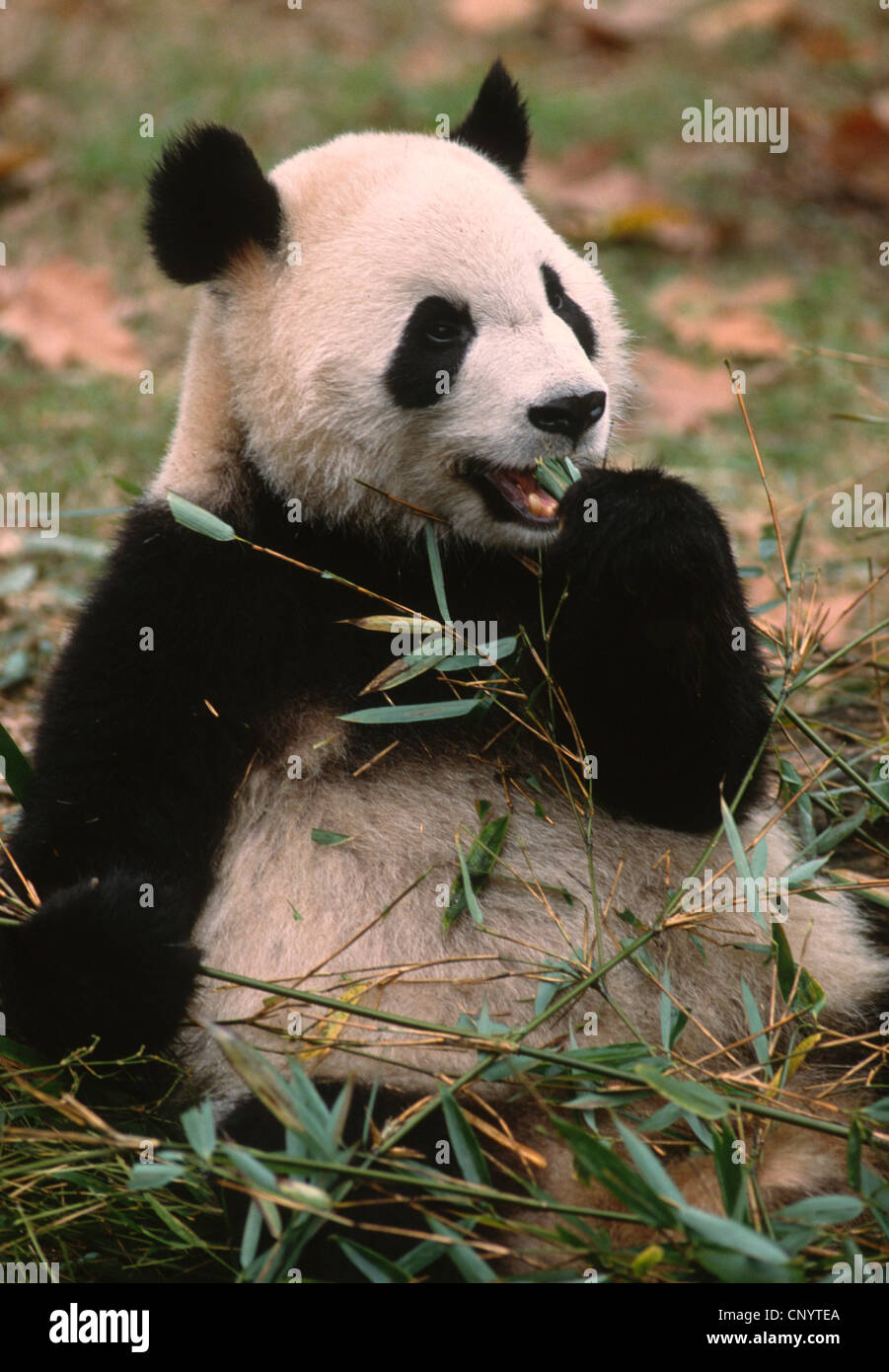 China, Sichuan, giant panda, ailuropoda melanoleuca Stock Photo - Alamy