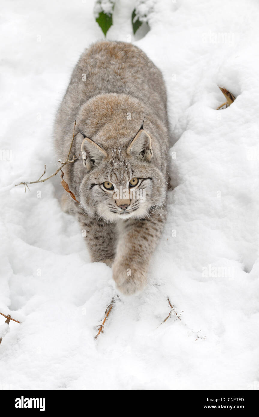 Eurasian lynx (Lynx lynx), juvenile walking through deep snow, Germany ...