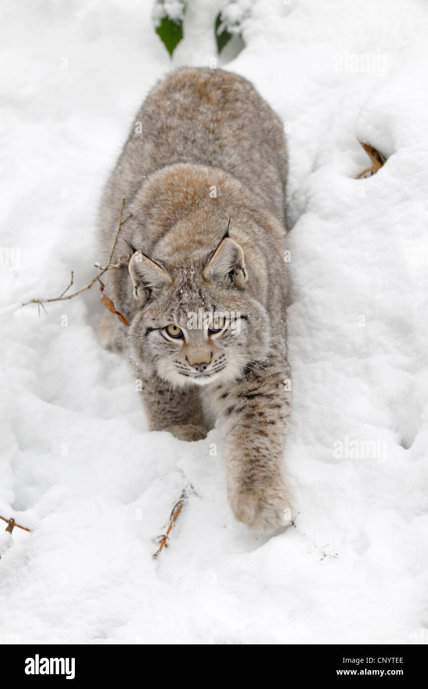 Eurasian lynx (Lynx lynx), juvenile walking through deep snow, Germany ...