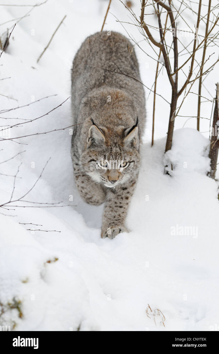 Eurasian lynx (Lynx lynx), juvenile walking through deep snow, Germany ...