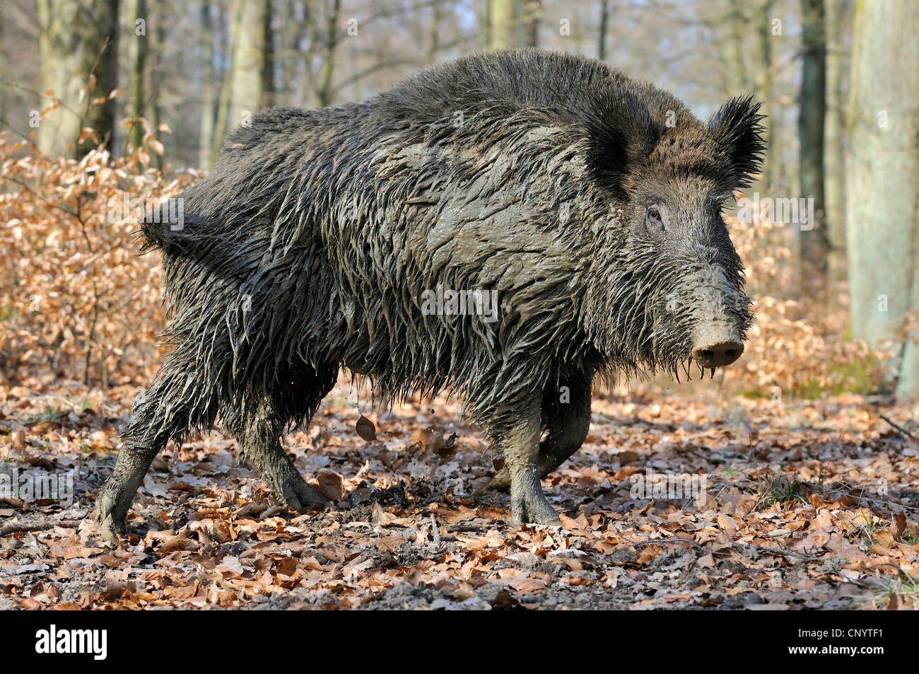 Tusker just having left the wallow hi-res stock photography and images ...