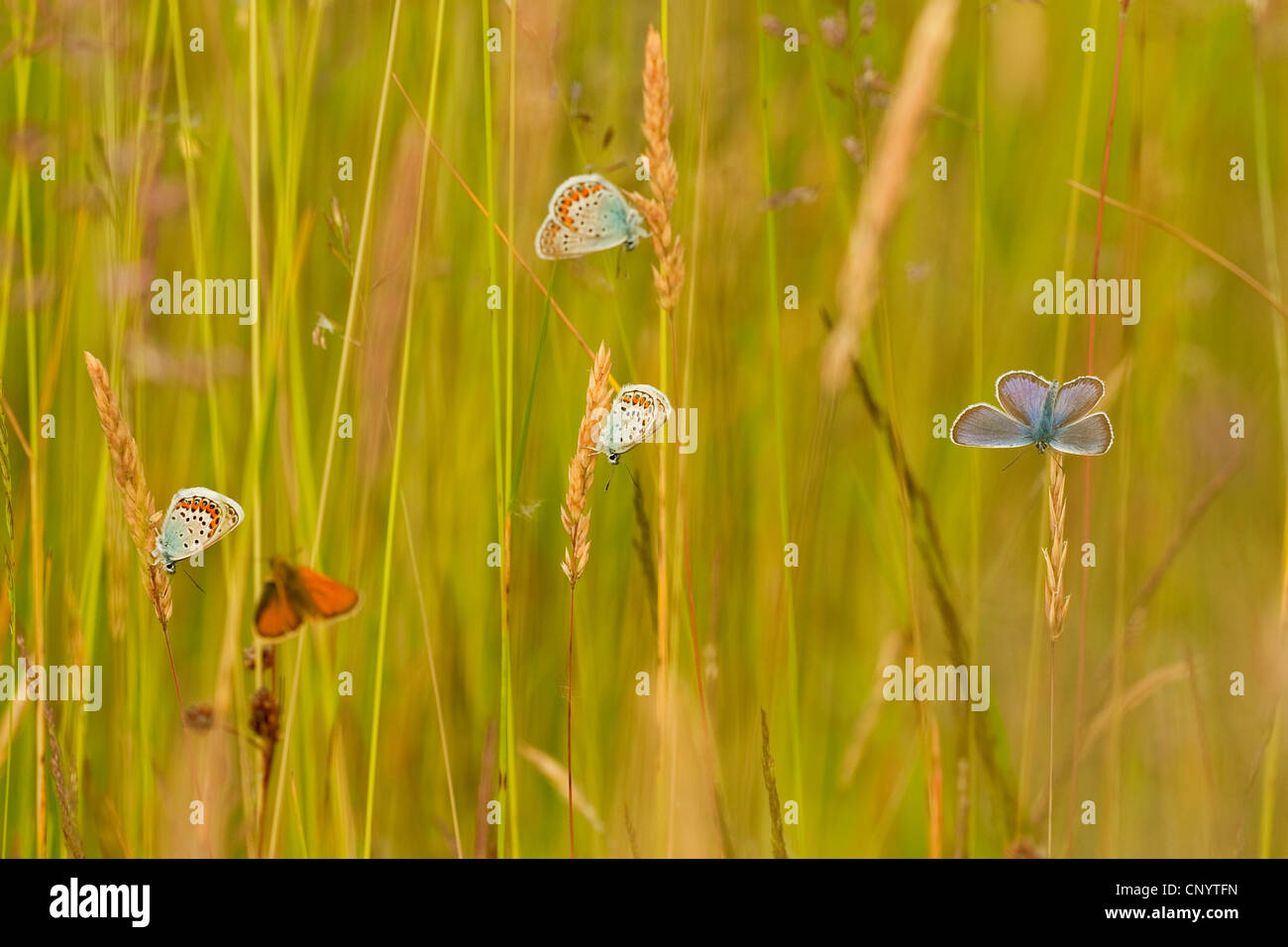 Silver studded skipper hi-res stock photography and images - Alamy