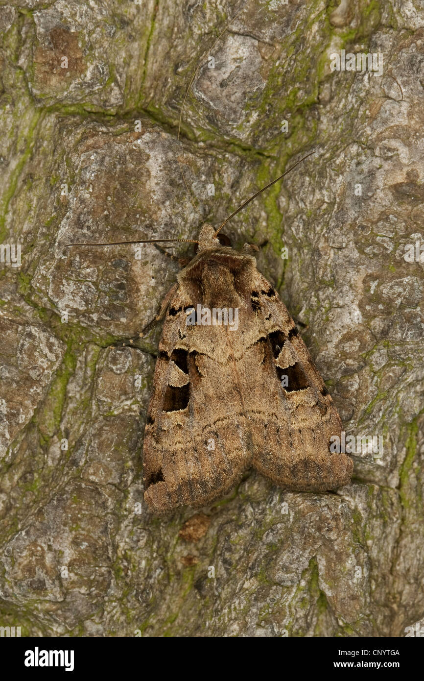 Double square spot moth xestia triangulum hi-res stock photography and ...