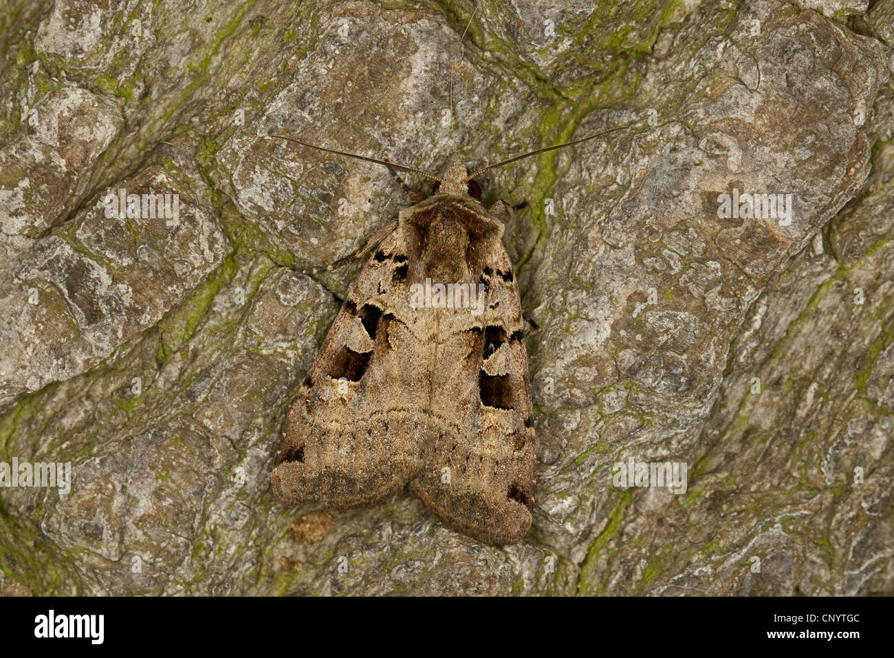 Double Square-spot (Xestia triangulum, Rhyacia triangulum, Agrotis ...