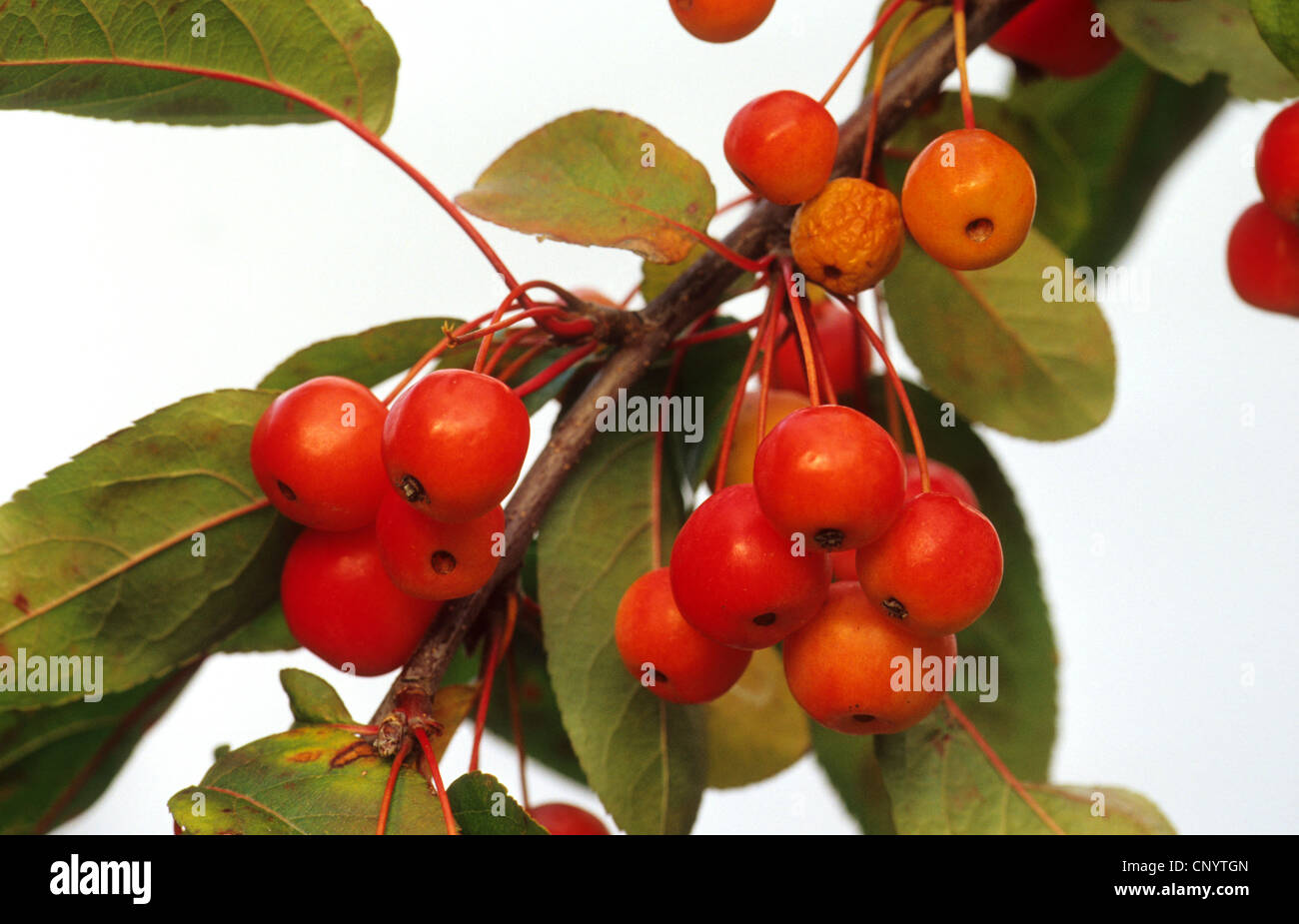 ornamental apple tree (Malus-Hybride Red Sentinel, Malus Red Sentinel ...