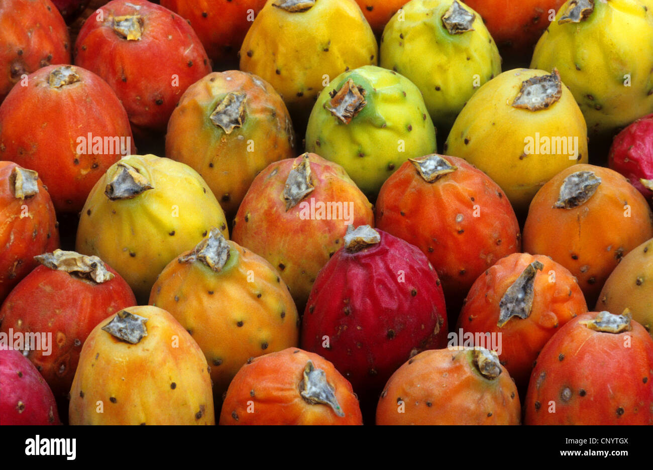 Indian fig, cactus pear (Opuntia ficus-indica, Opuntia ficus-barbarica ...