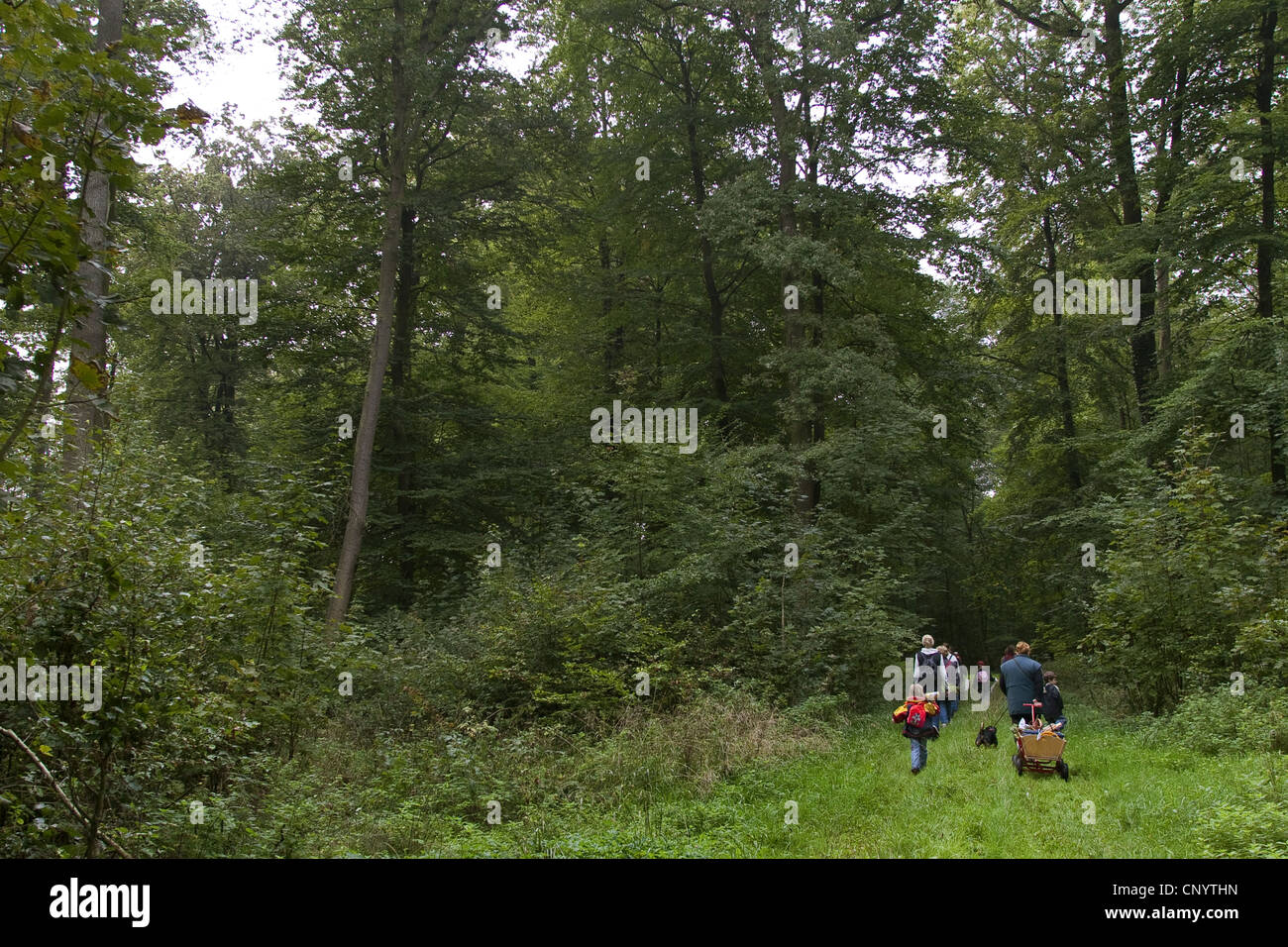school class in a forest, Germany Stock Photo - Alamy