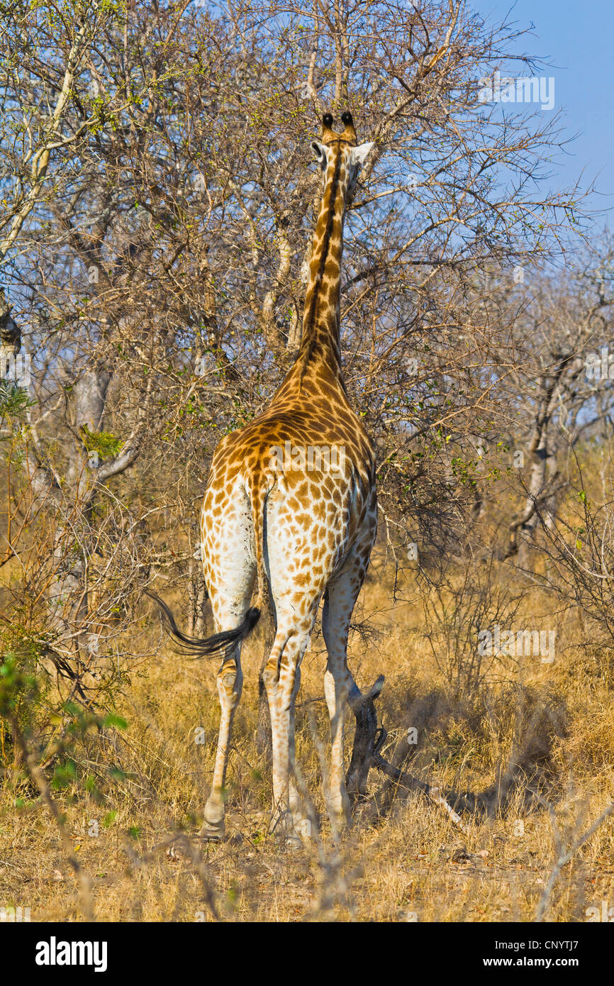 Giraffes Eating From A Tree High Resolution Stock Photography and ...