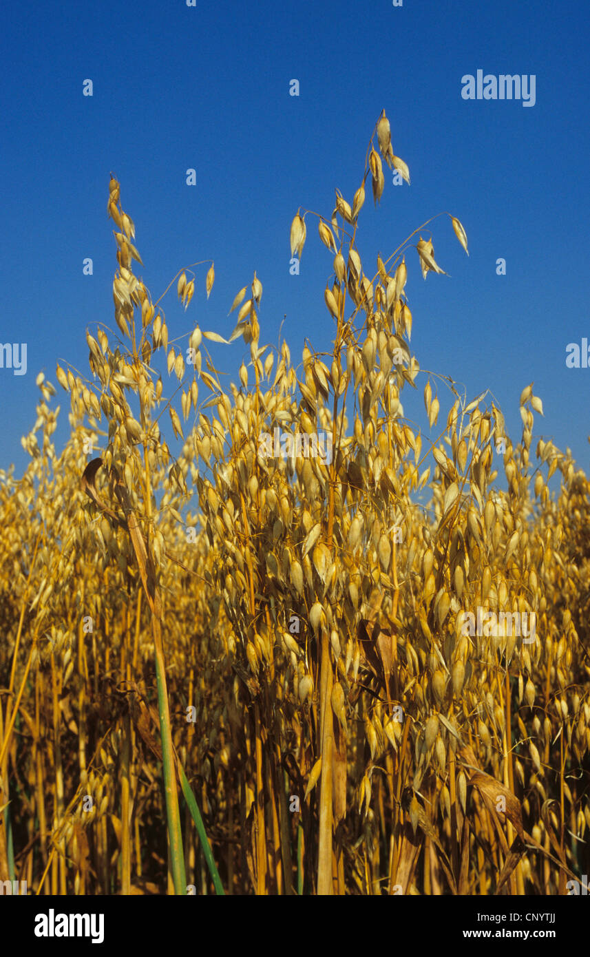 Oatfields hi-res stock photography and images - Alamy