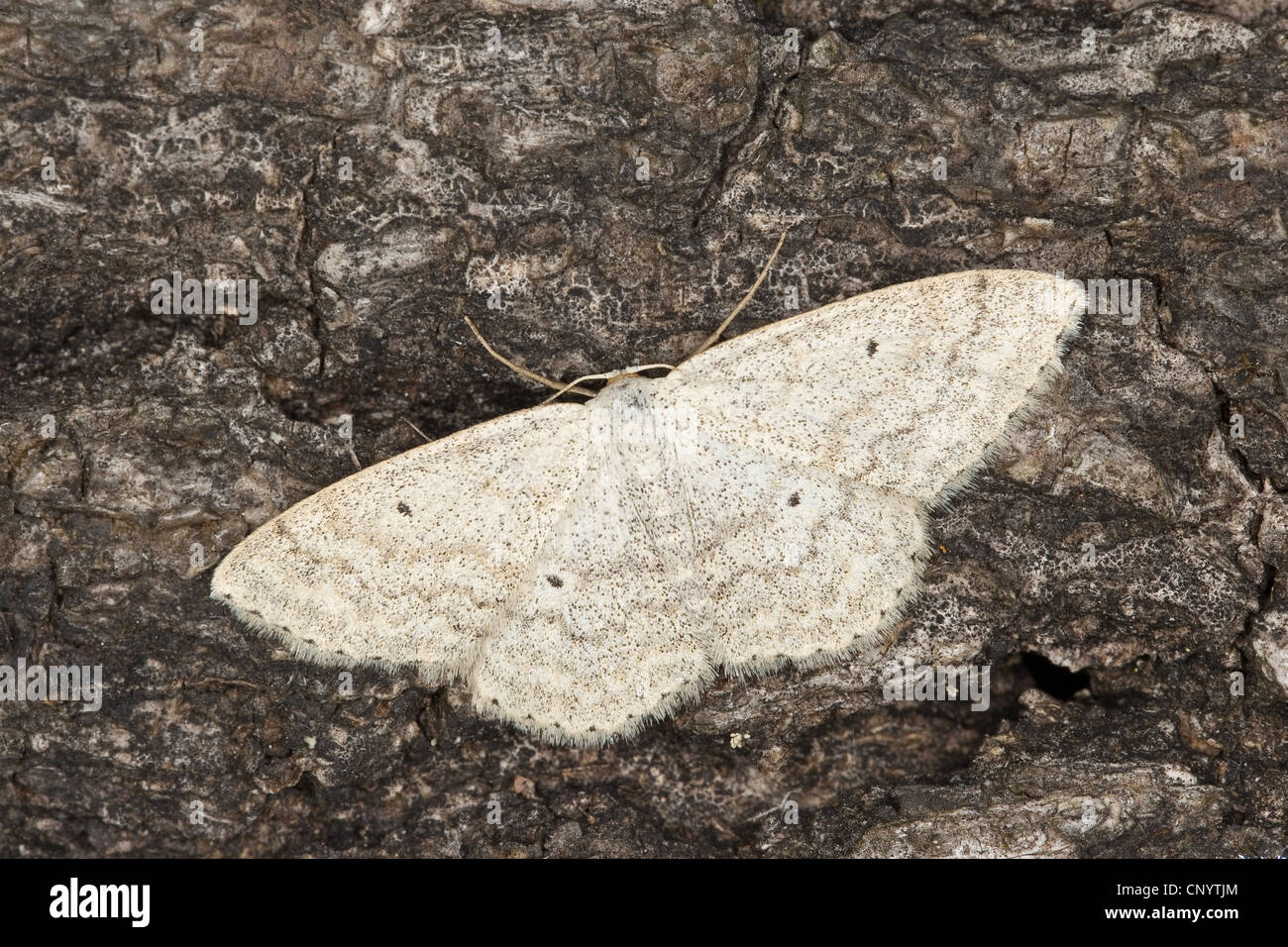 Pale Mullein Wave (Scopula incanata), sitting on bark, Germany Stock ...