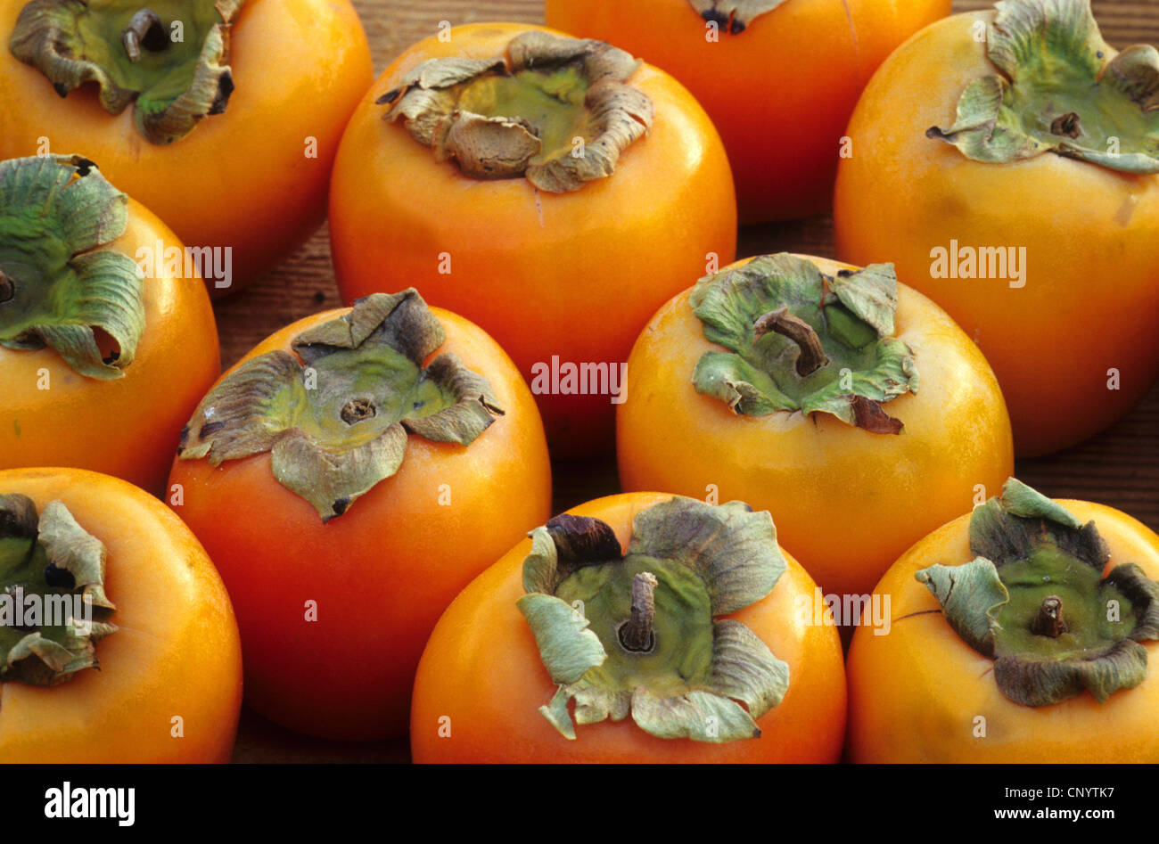 kaki plum tree, Japanese persimmon (Diospyros kaki), ripe kakis on a ...