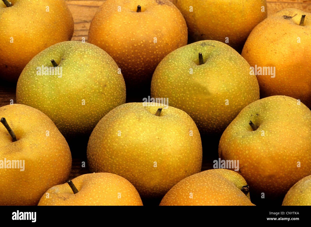 Shinseiki Asian pear, Asian pear (Pyrus pyrifolia), Asian pears on a ...