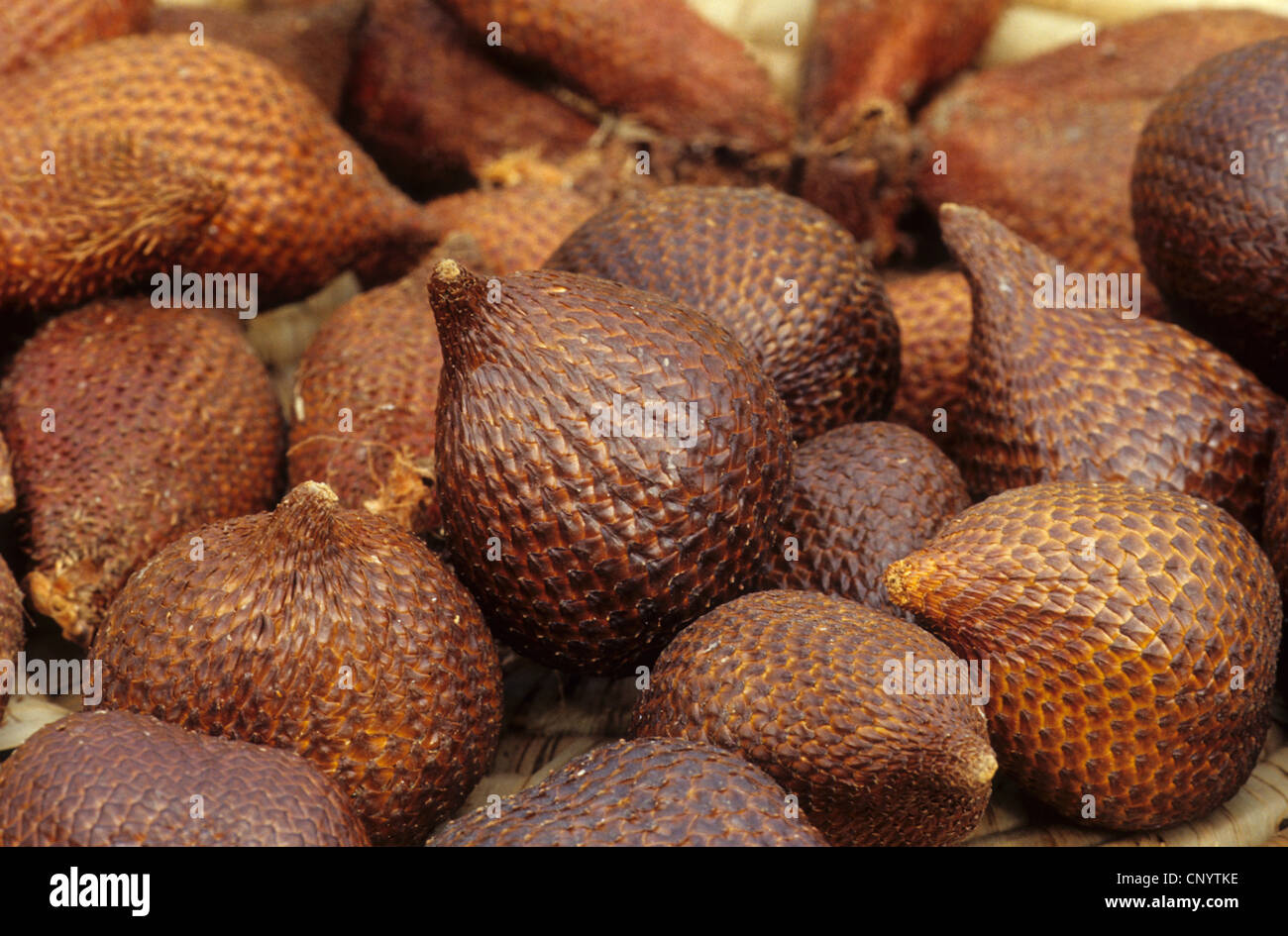 Salacca edulis hi-res stock photography and images - Alamy