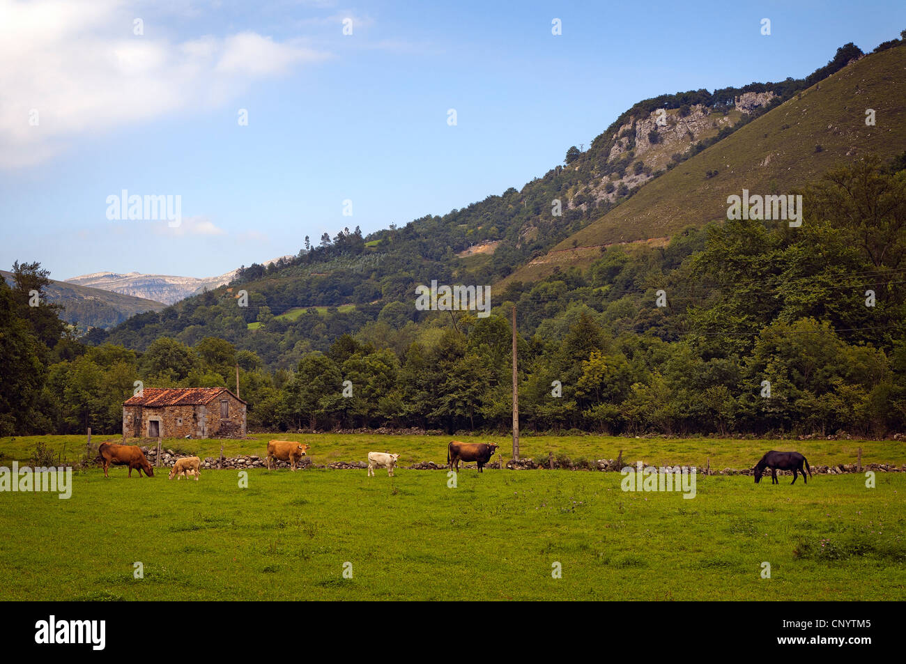 Cows and calves grazing in a meadow of a country house in northern ...