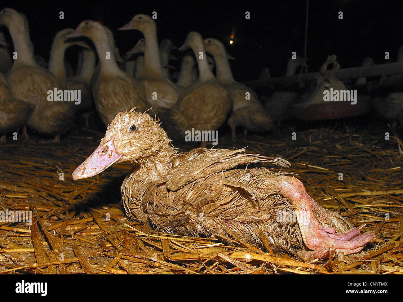 Squeezed like sardines hi-res stock photography and images - Alamy
