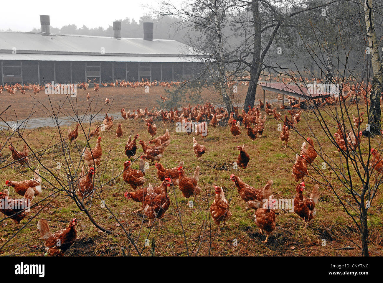 Chicken in a stable hi-res stock photography and images - Alamy