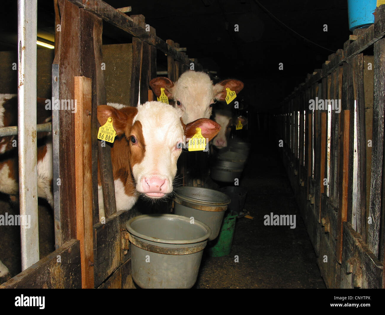 domestic cattle (Bos primigenius f. taurus), calves looking through the ...