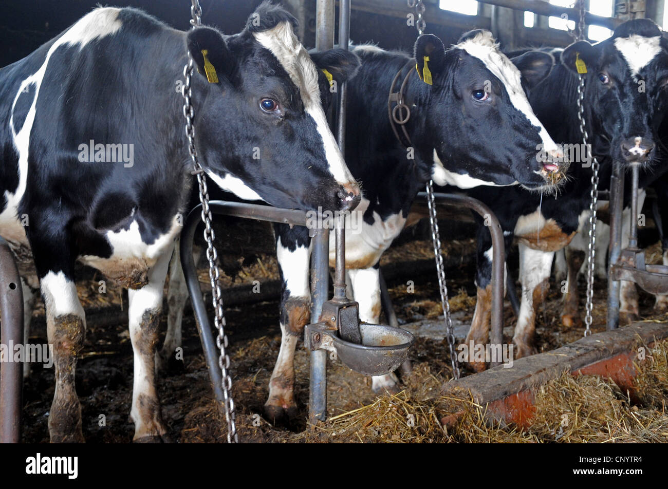 Is it too harsh to compare this to slavery? : r/vegan