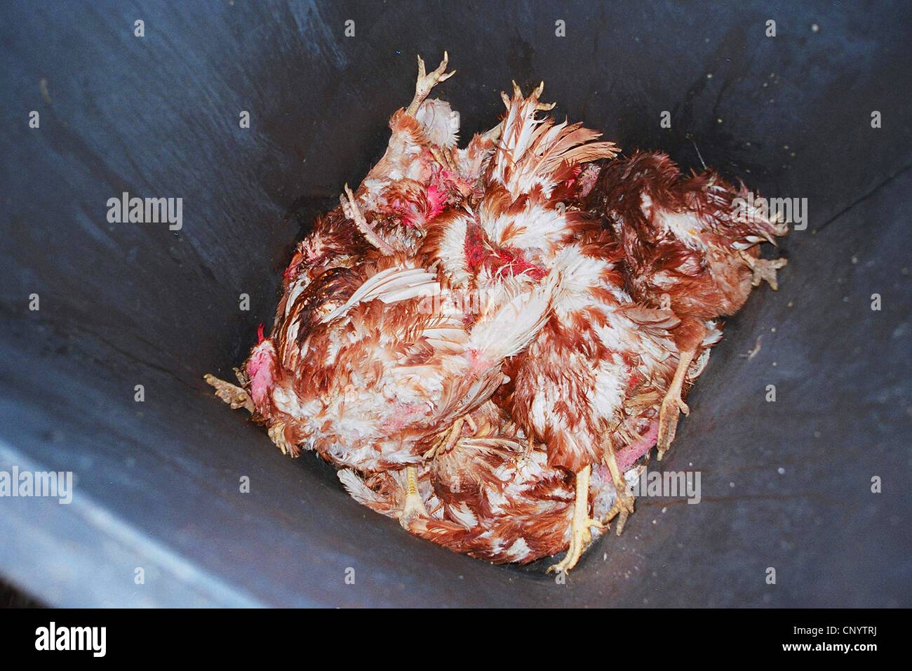 dead hens in a garbage can - some of many that don't survive the ...