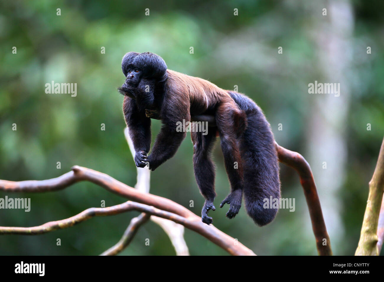 Uta Hick's bearded saki (Chiropotes utahickae), resting on a branch ...