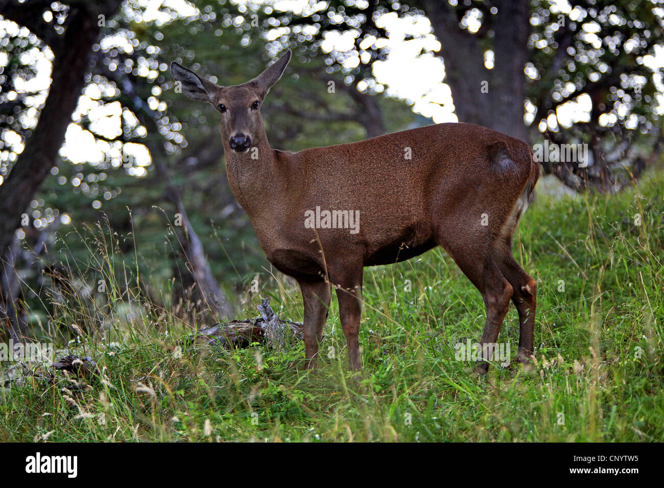 huemal (Hippocamelus bisulcus), standing, Chile, Torres del Paine ...