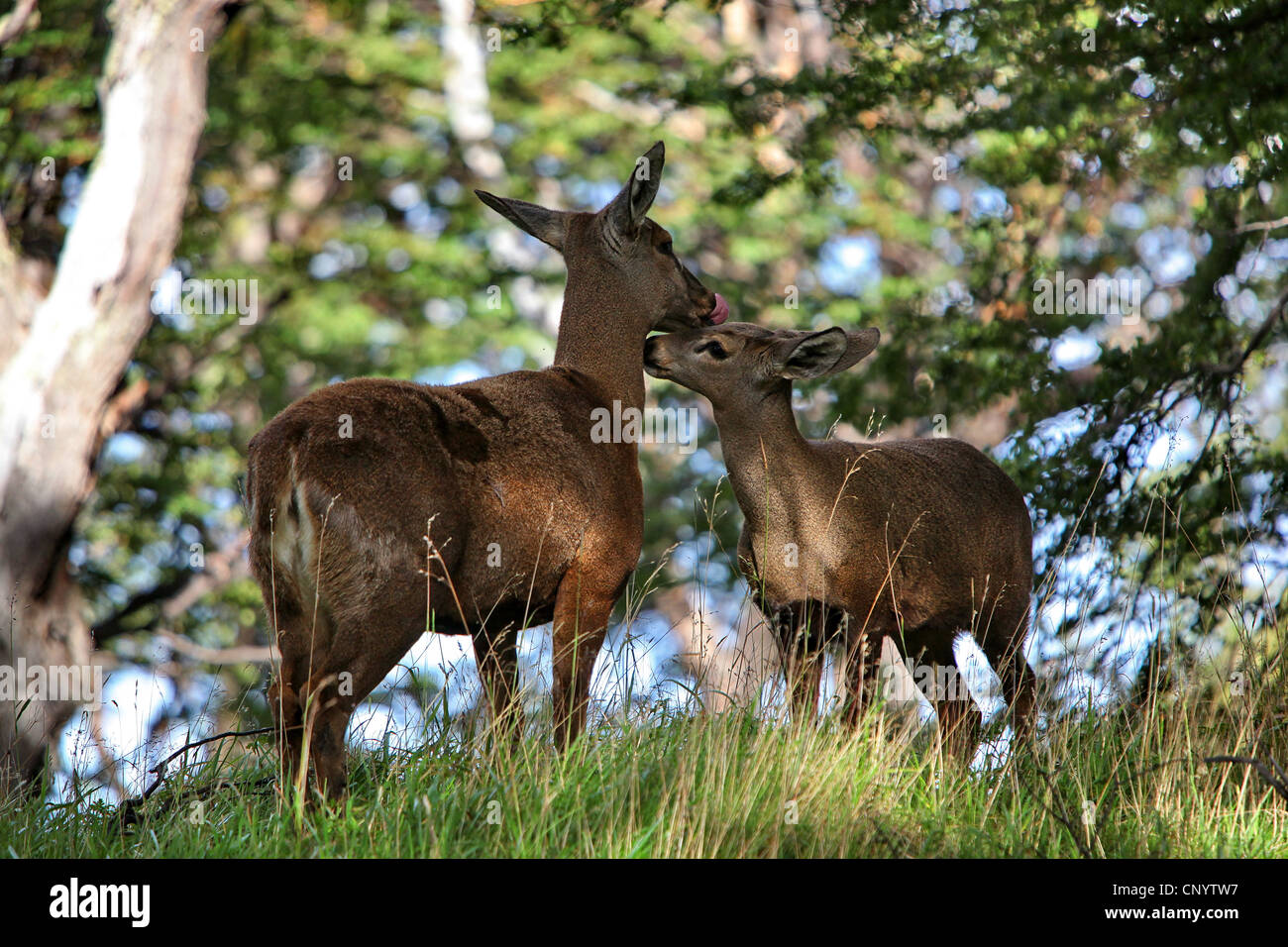 huemal (Hippocamelus bisulcus), mother with juvenile, Chile, Torres del ...
