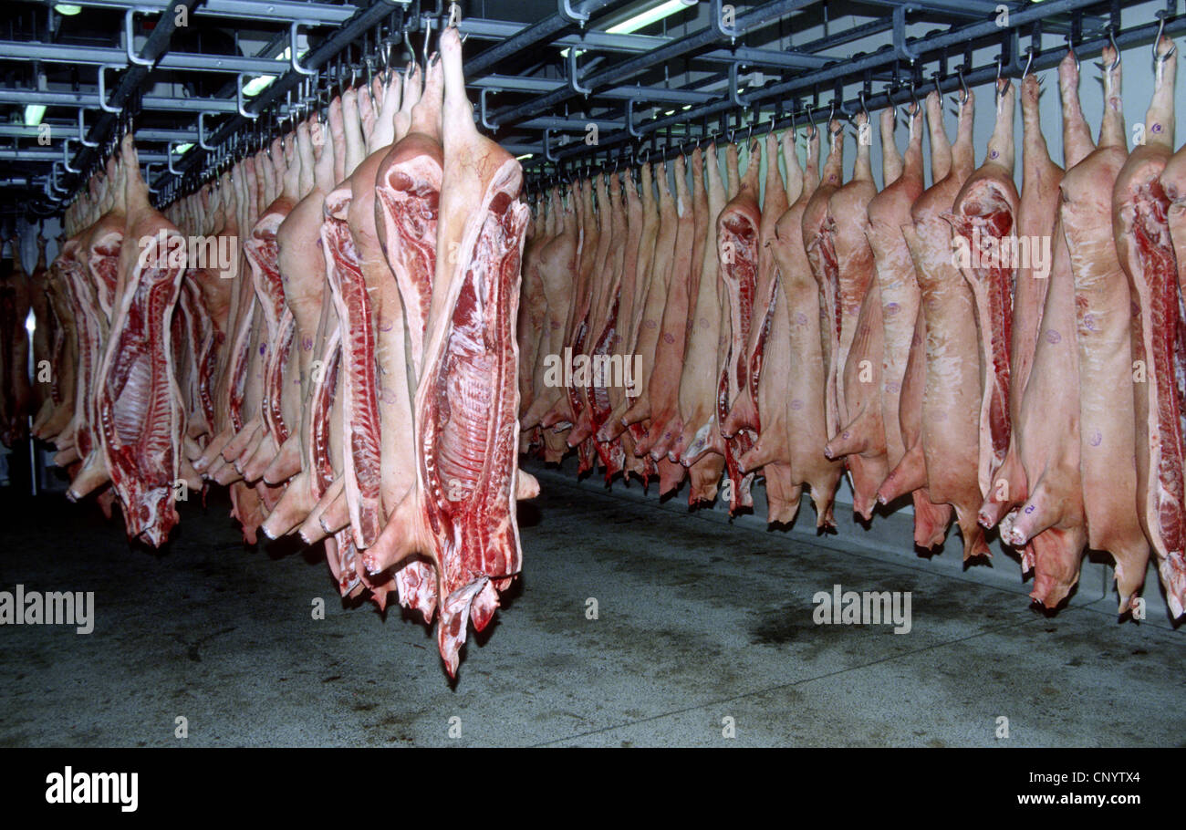 Hanging pig hi-res stock photography and images - Alamy